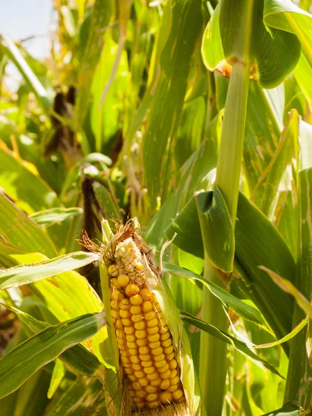 Maize Crop ⬇ Stock Photo, Image by © xicoputini #5351752
