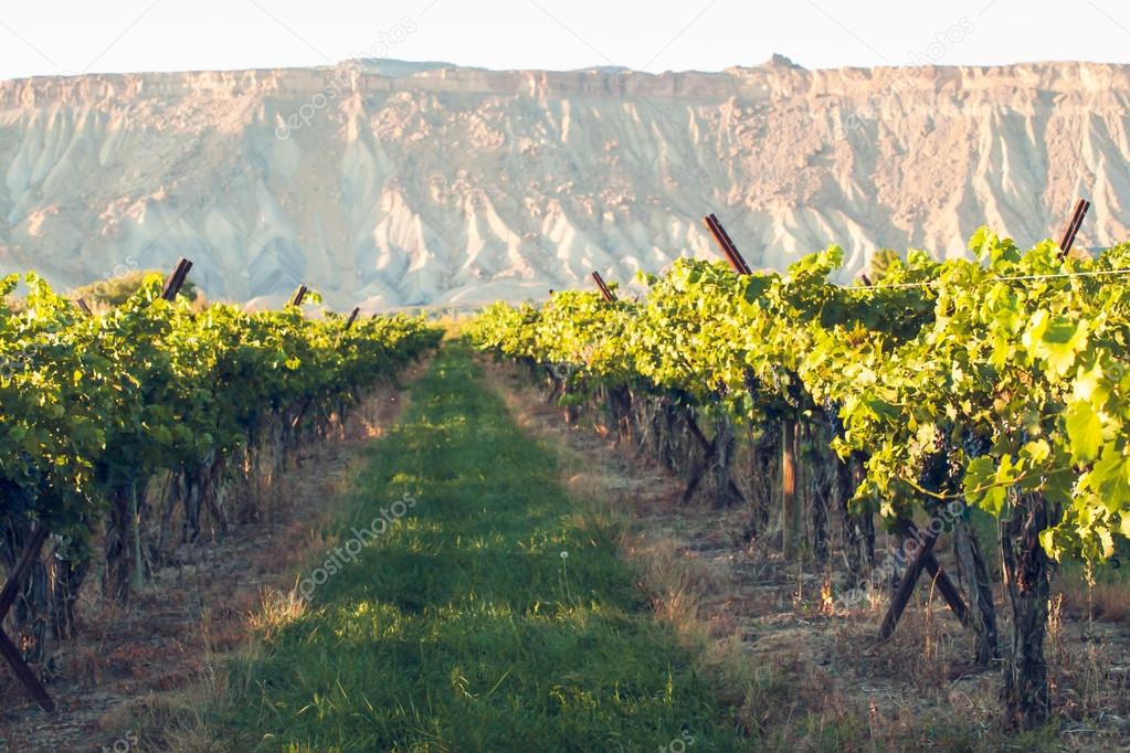 Vineyard Stock Photo by ©urban_light 13254120