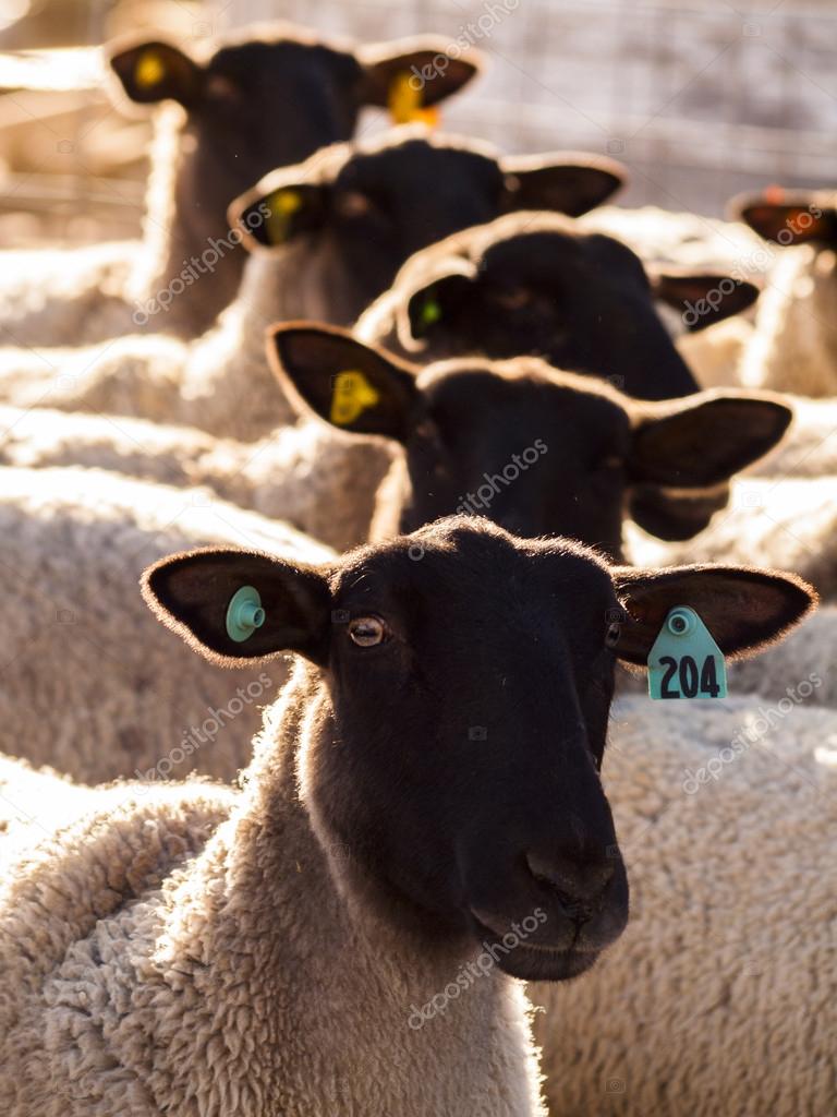 Sheep — Stock Photo © urban_light #14862455