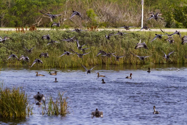 Waterbird sanctuary Stock Photos, Royalty Free Waterbird sanctuary ...