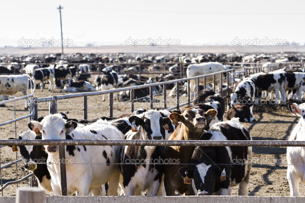 Cattle in outdoor feedlot — Stock Photo © urban_light #20174637