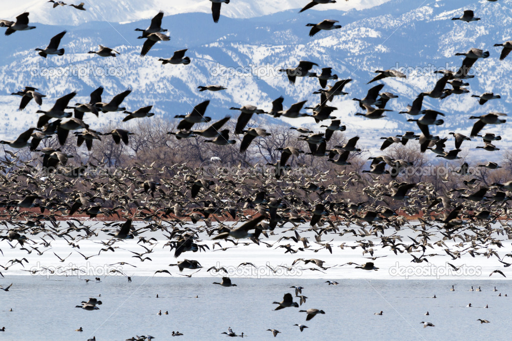 Geese migration — Stock Photo © urban_light #21796829