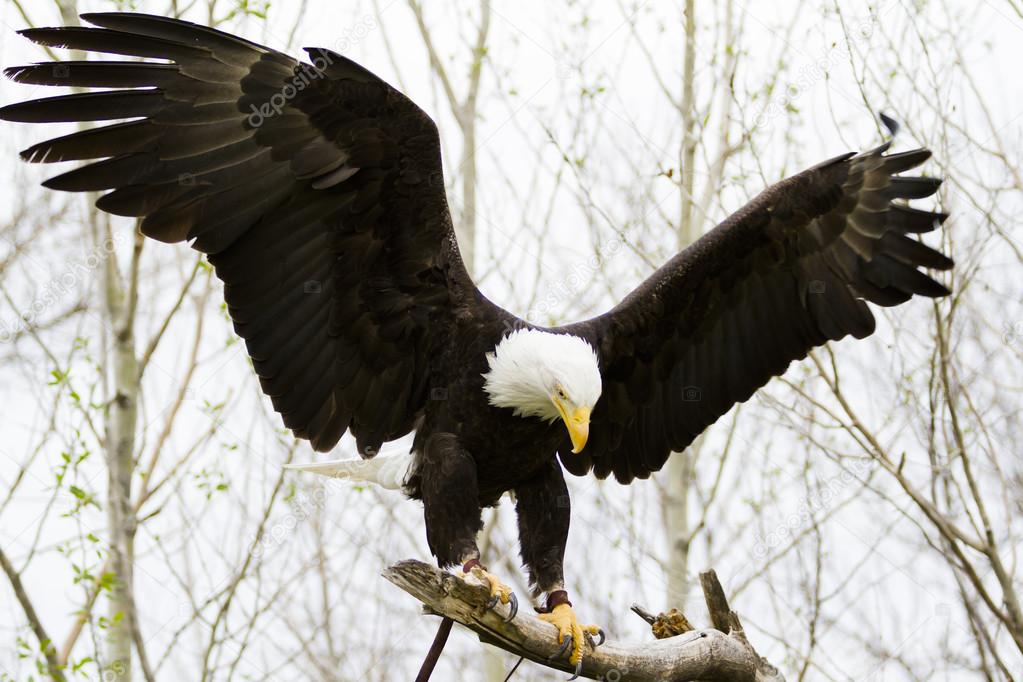Bald eagle — Stock Photo © urban_light #25556027