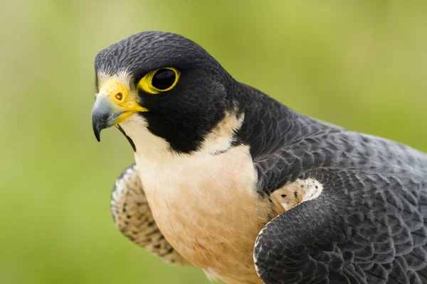 Blue peregrine falcon Stock Photos, Royalty Free Blue peregrine falcon ...