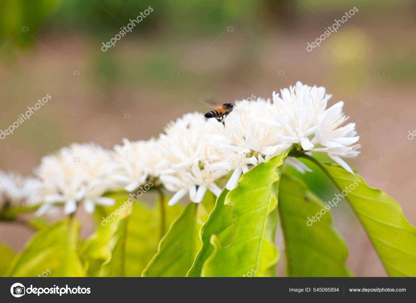 Bees Drinking Nectar Coffee Flower Blossom White Color Close View Stock ...