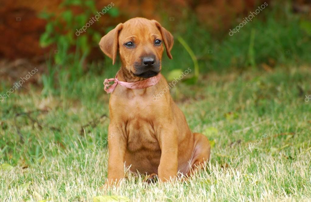Rhodesian Ridgeback cachorro: fotografía de stock © AnkevanWyk ...