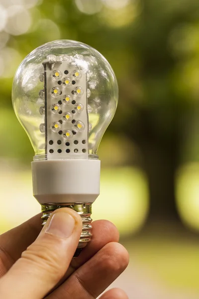 Palm bulb Stock Photos, Royalty Free Palm bulb Images | Depositphotos®