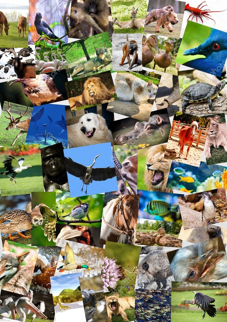 Animals Collage Pictures