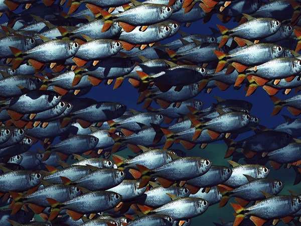 Crowded fish Stock Photos, Royalty Free Crowded fish Images | Depositphotos