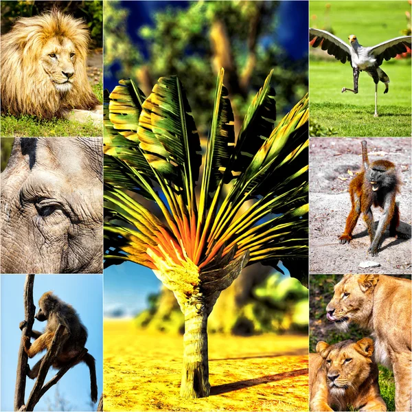 Different animals collage on postcards - Stock Image - Everypixel