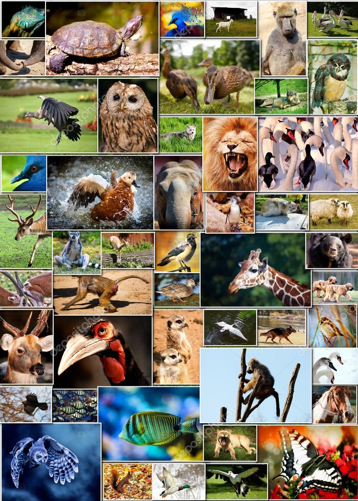 Animals Collage Pictures