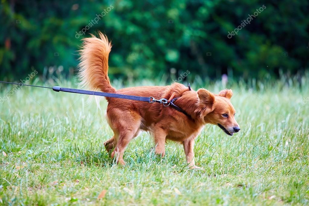 Cute dog — Stock Photo © DarioStudios #28794309