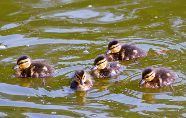 Patos bebé fotos de stock, imágenes de Patos bebé sin royalties ...