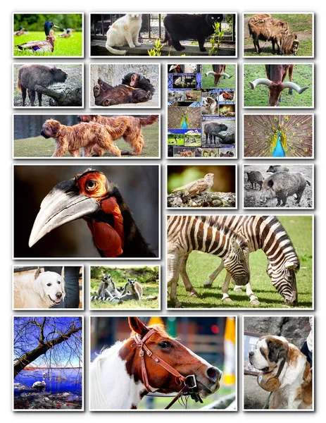 Fotos de Collage de animales de granja, Imágenes de Collage de animales ...