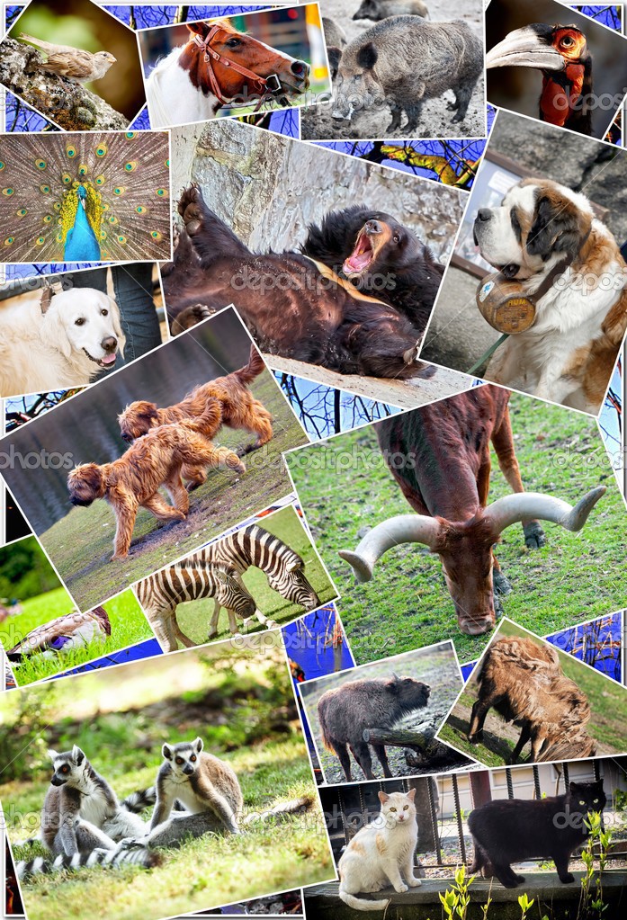 Animal collage — Stock Photo © DarioStudios #32472165