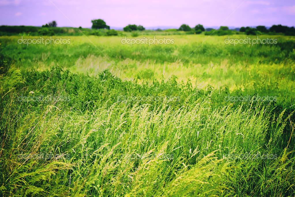 Field of grass — Stock Photo © DarioStudios #41847161