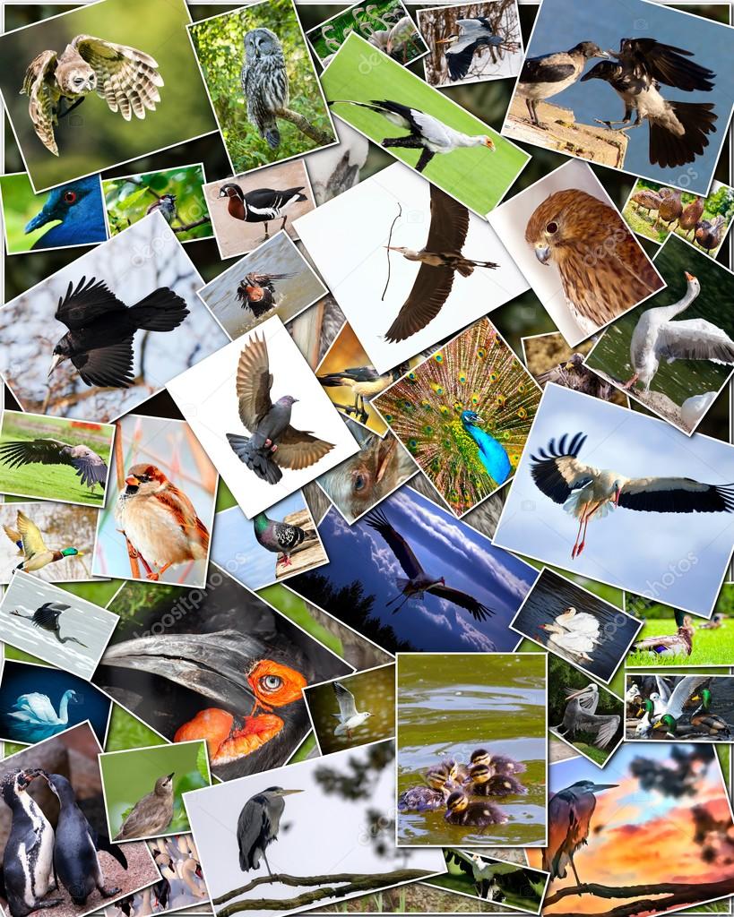 Collage de aves: fotografía de stock © DarioStudios #42963397 ...