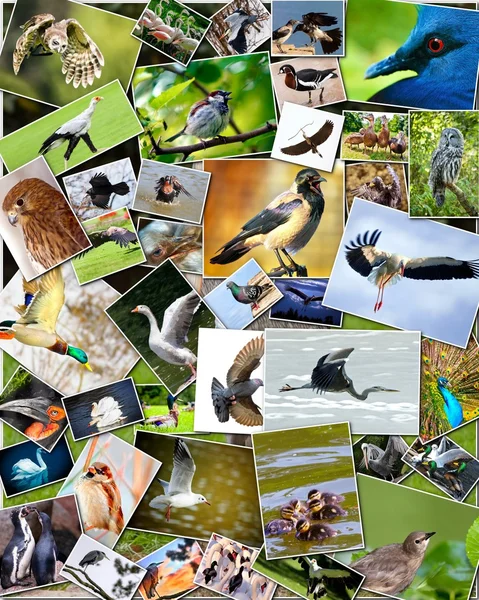 Birds collage Stock Photos, Royalty Free Birds collage Images ...