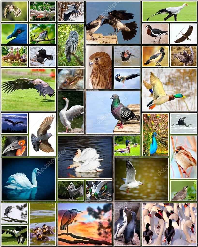 Collage de aves: fotografía de stock © DarioStudios #42980745 ...