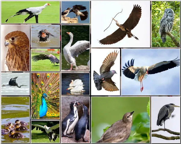 Collage of birds - Stock Image - Everypixel