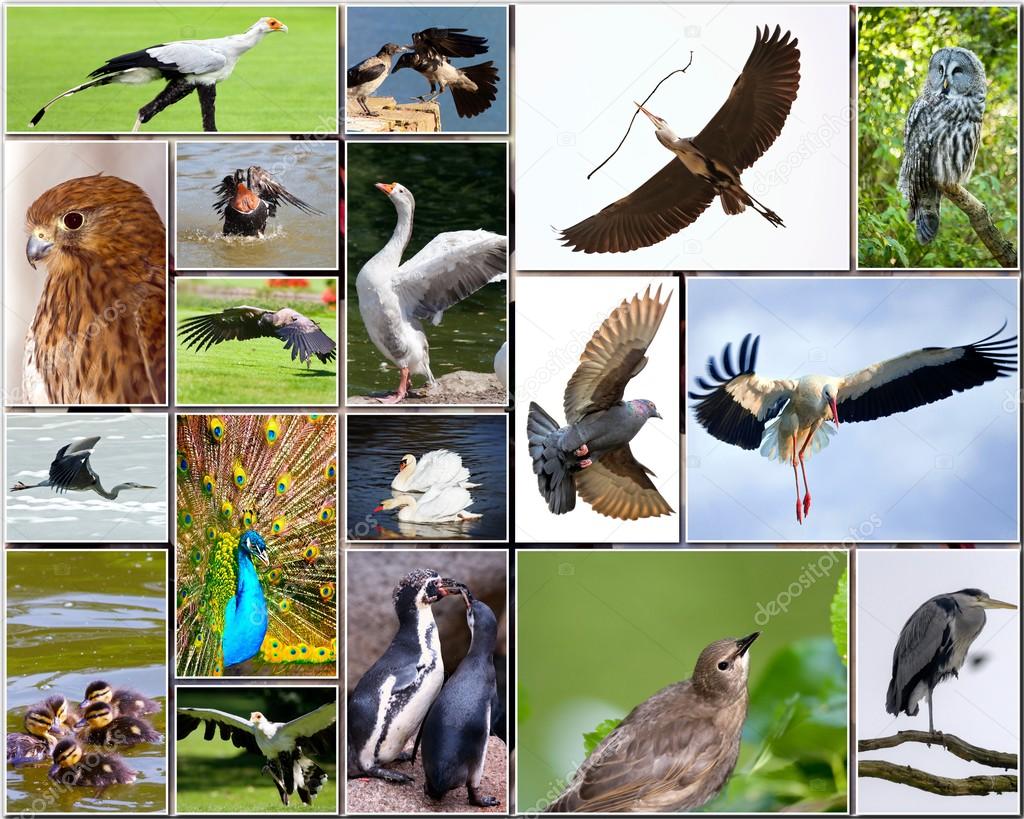 Collage de aves — Foto de stock © DarioStudios #43082277