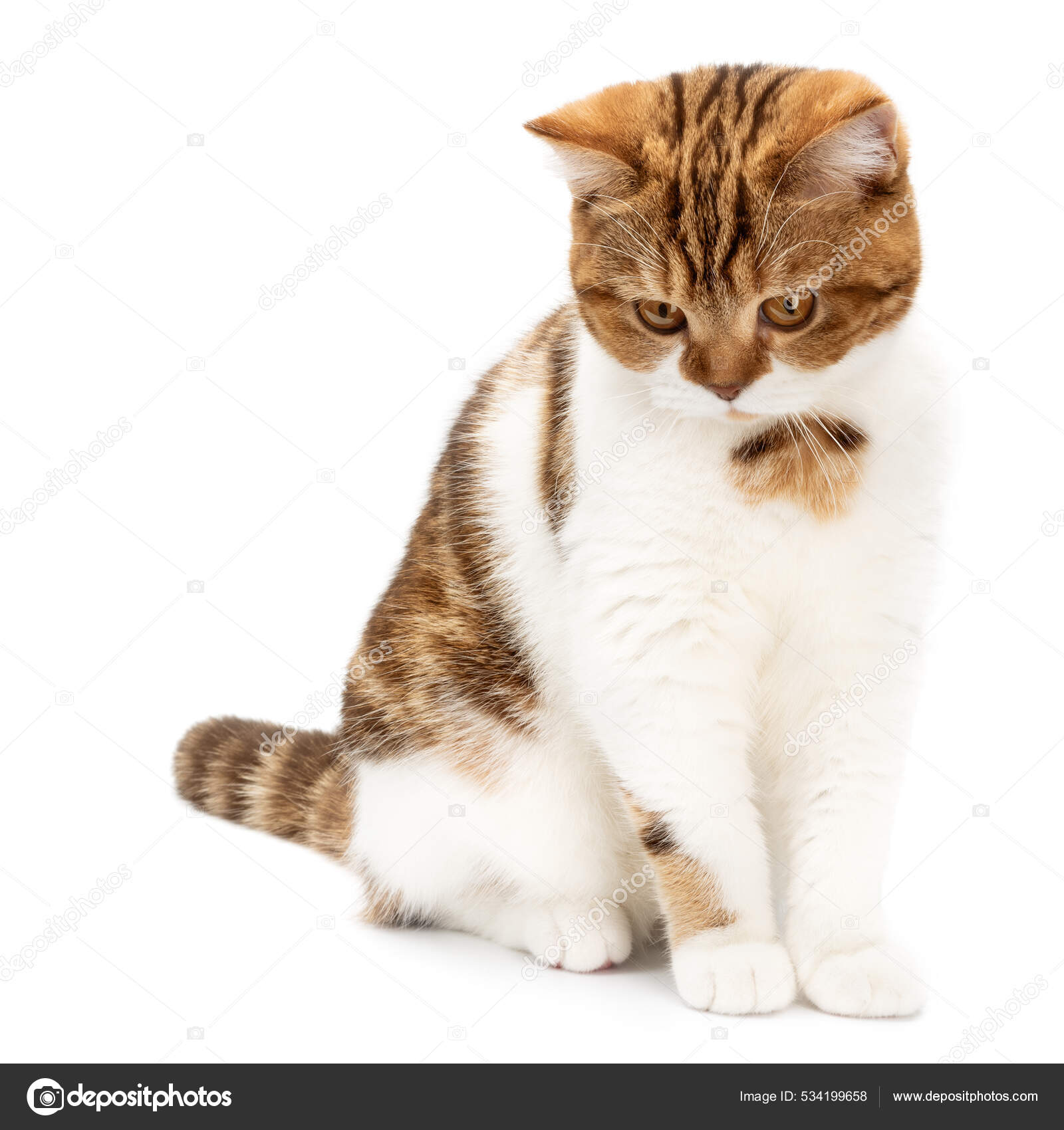 Chat Assis Vue De Face