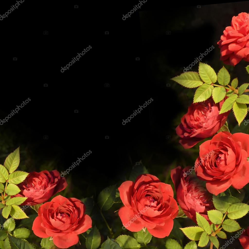 Red roses background card Stock Photo by ©Risia 50716501