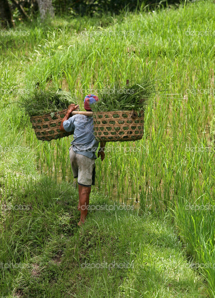 Cultivation of rice – Stock Editorial Photo © friday #21451865