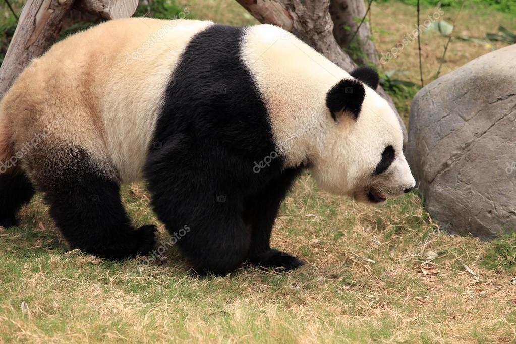 Big panda — Stock Photo © friday #28535161