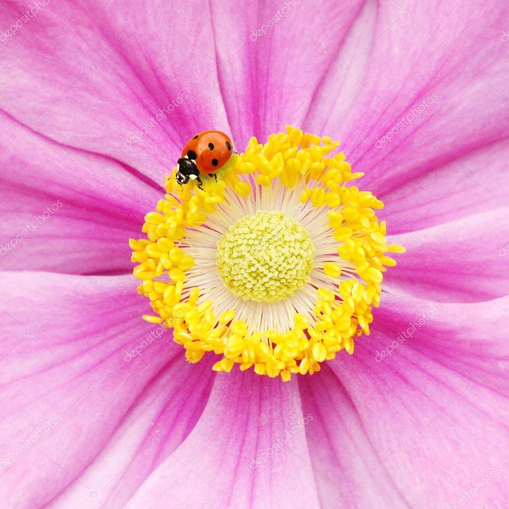 Ladybugs On Pink Flowers