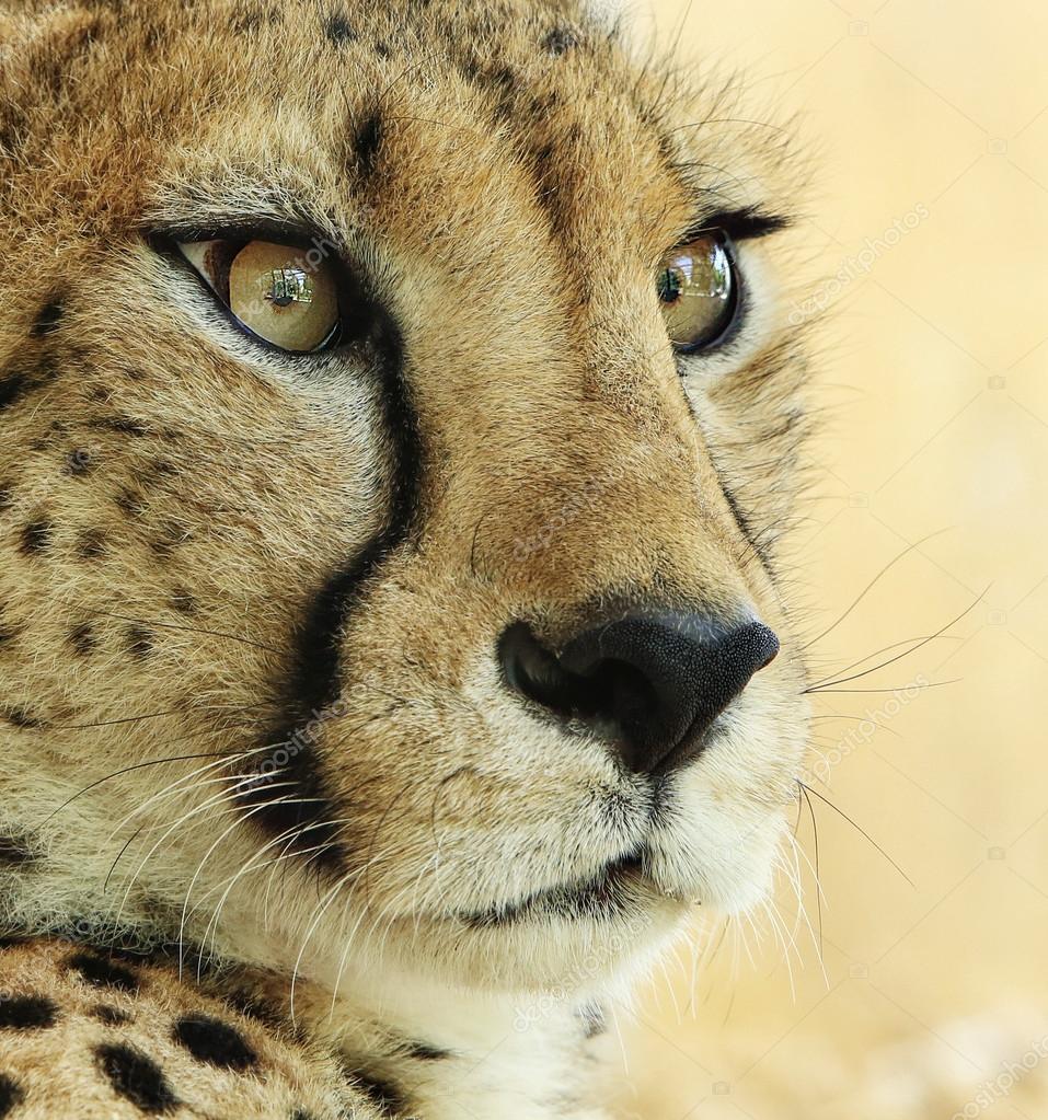 Portrait of a cheetah. — Stock Photo © Leitner #31221509