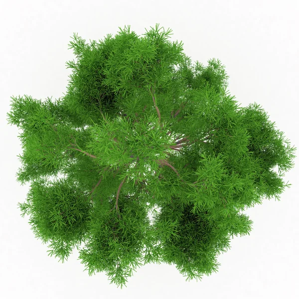 Tree top isolated Stock Photos, Royalty Free Tree top isolated Images ...