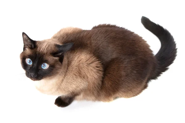 Munchkin Siamese Cat