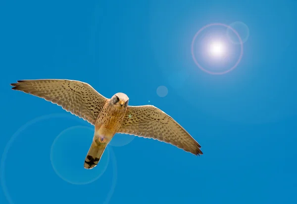 Hawk sun Stock Photos, Royalty Free Hawk sun Images | Depositphotos