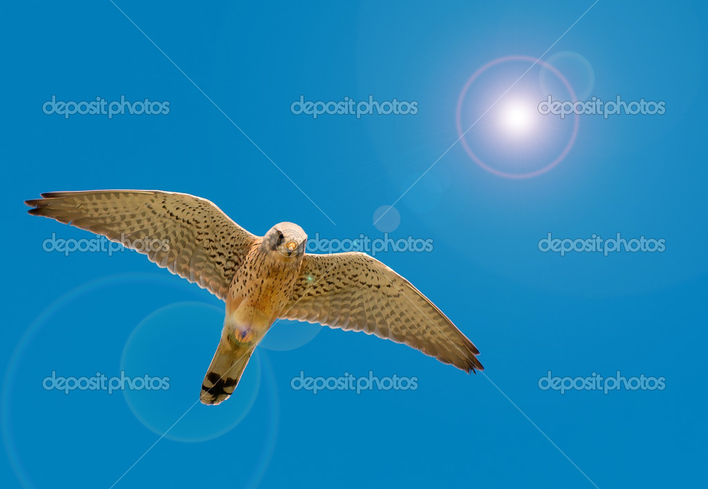 Naumanni hawk and sun — Stock Photo © AlKan32 #26186185