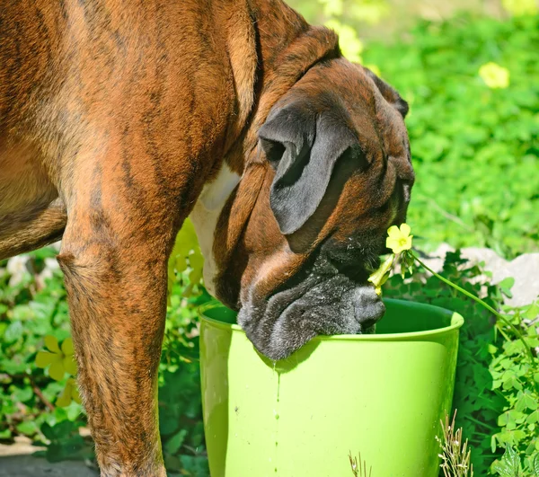 Boxer drinking - Stock Image - Everypixel