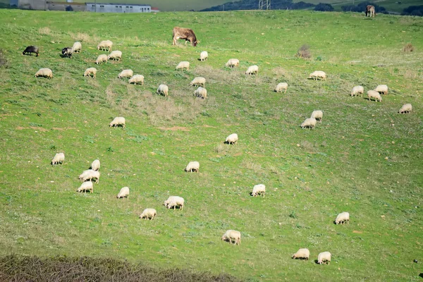 Sheep trails Stock Photos, Royalty Free Sheep trails Images | Depositphotos