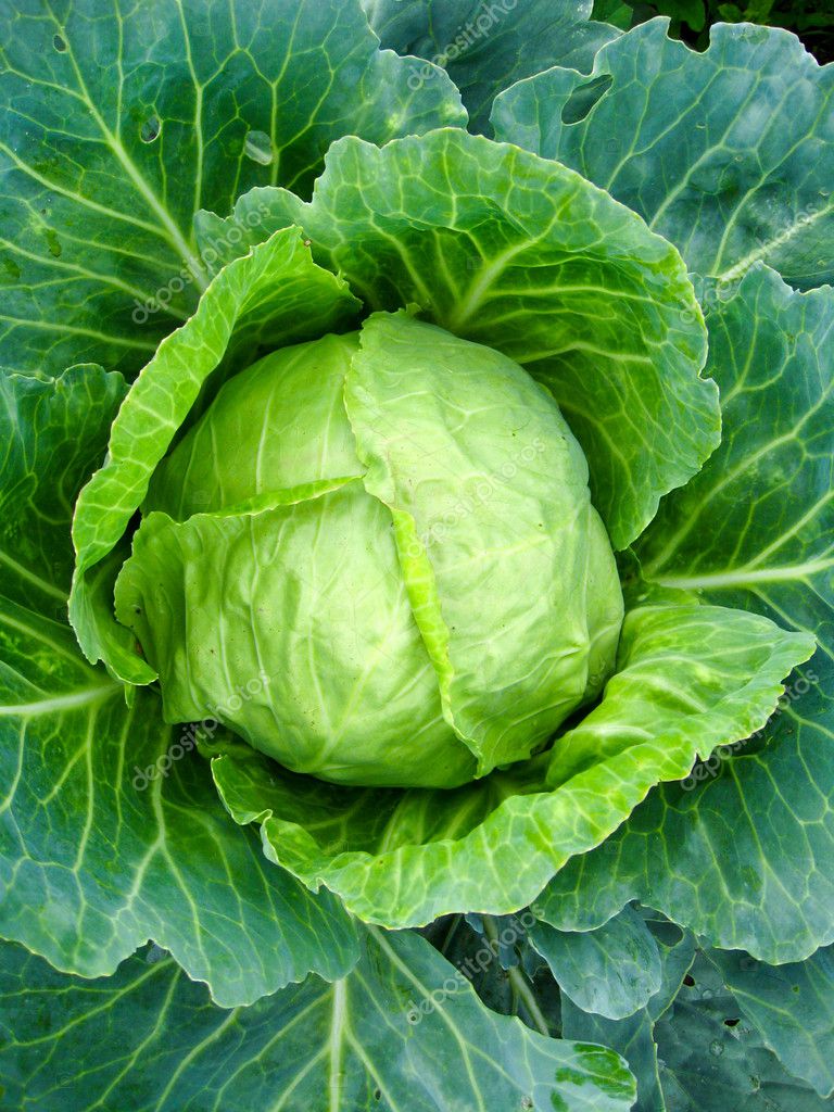 Big head of cabbage — Stock Photo © alexmak72427 #13618323