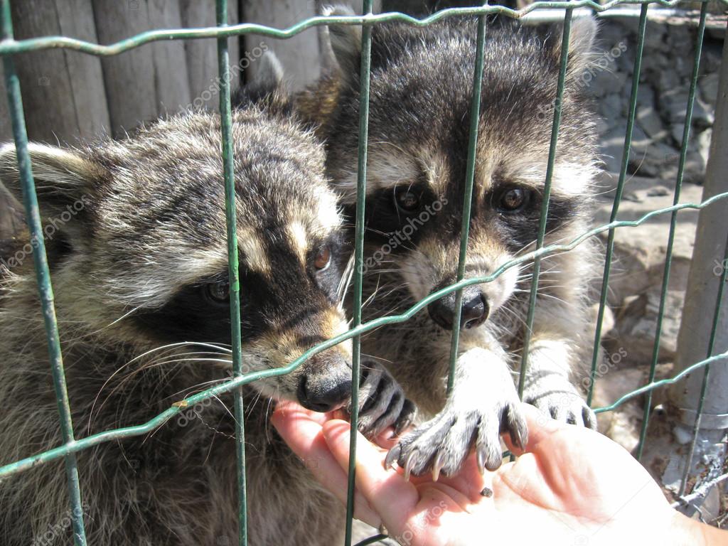 Alimentación manual de mapaches en el zoológico 2023