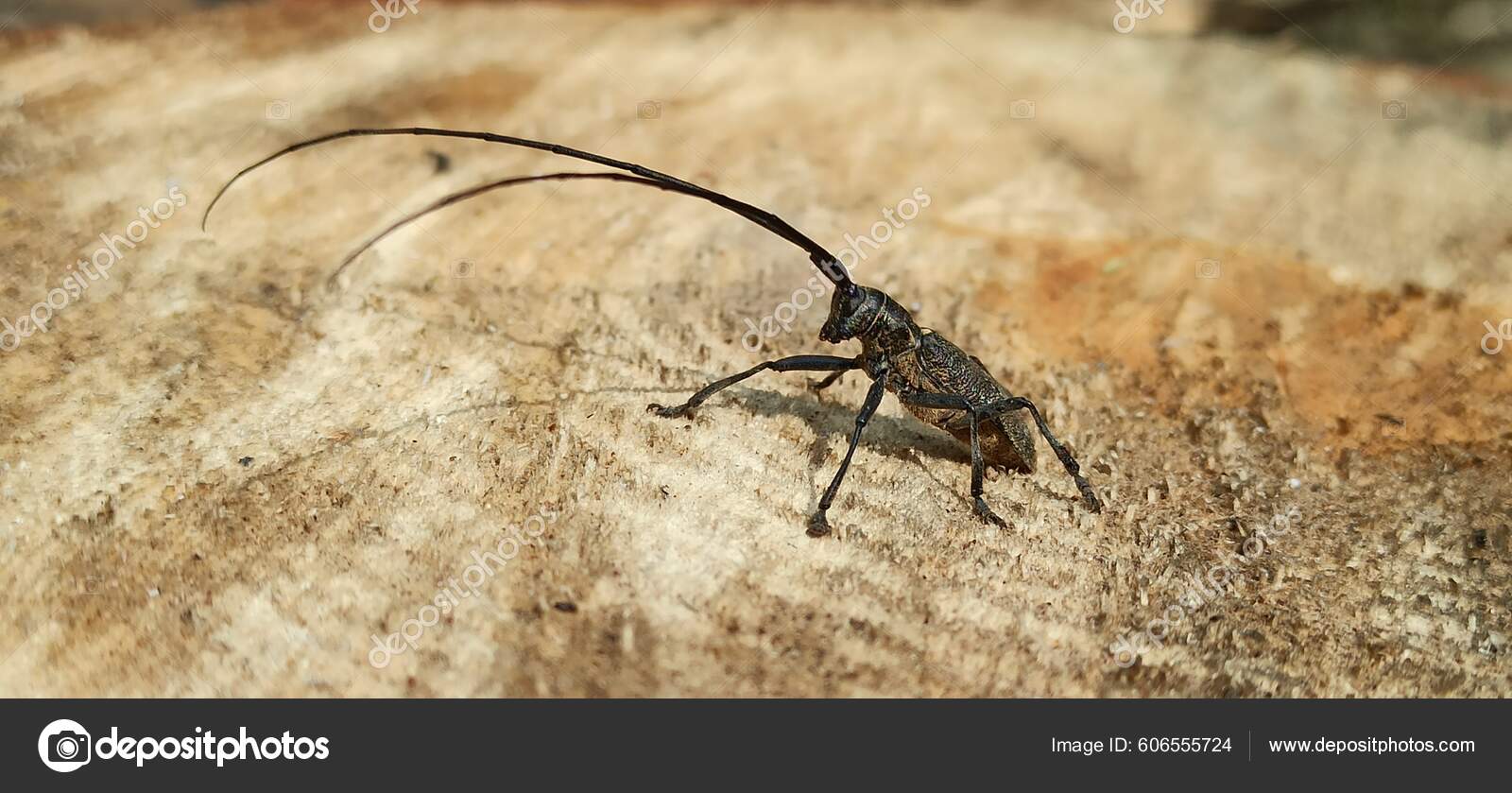 Longhorn Beetle Standing Wooden Surface Insect Long Whiskers ...