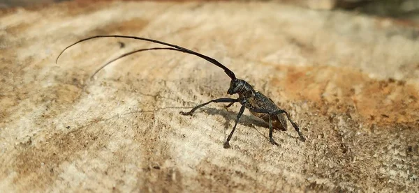 Scorpion des bois images libres de droit, photos de Scorpion des bois ...