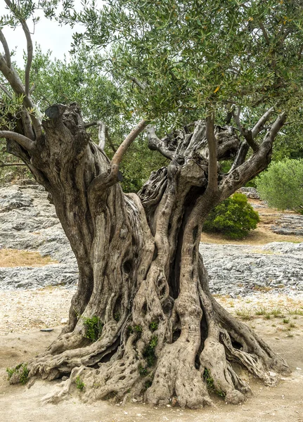 Old olive tree trunk, roots and branches Stock Photo by ©martinm303 ...