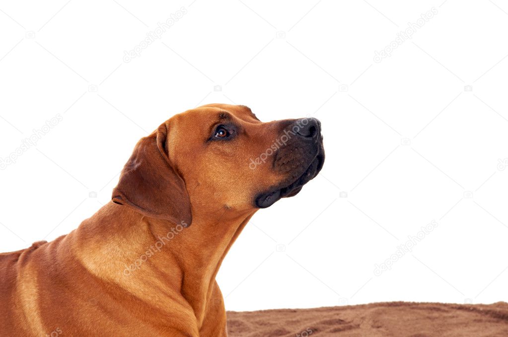 Rhodesian ridgeback Stock Photo by ©photographyMK 15703309
