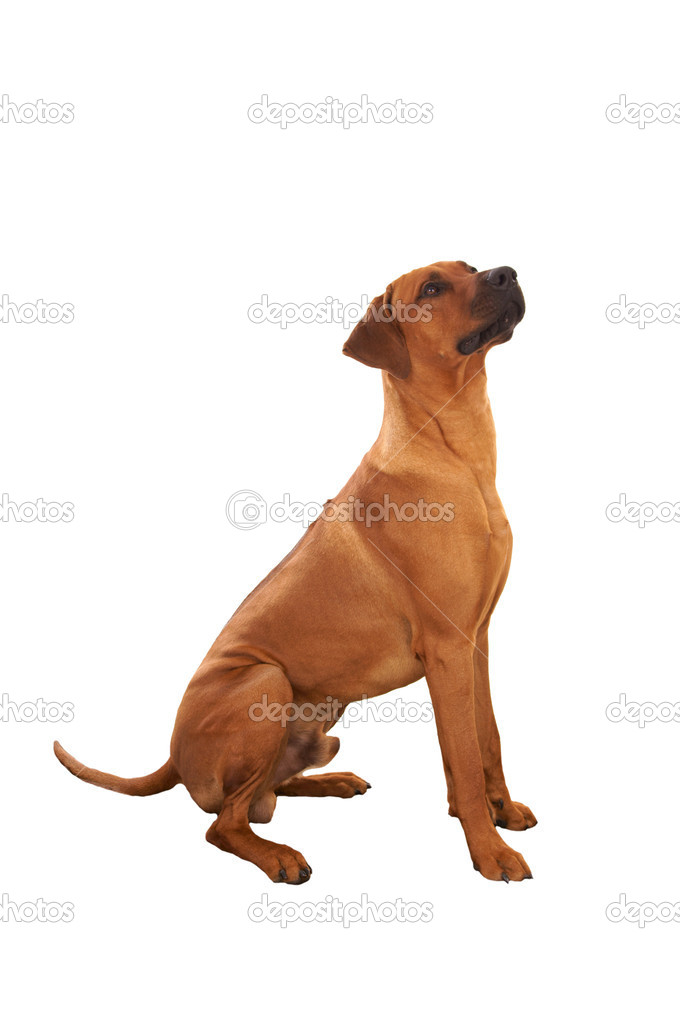 Rhodesian ridgeback Stock Photo by ©photographyMK 15730939