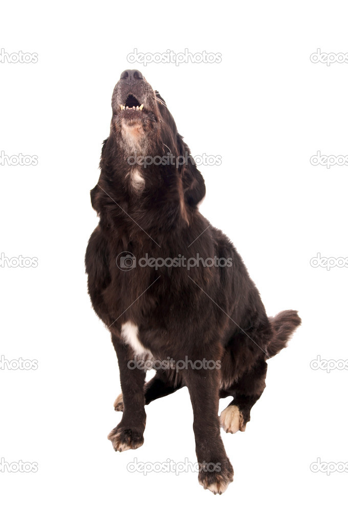 Ladridos de perro 2024