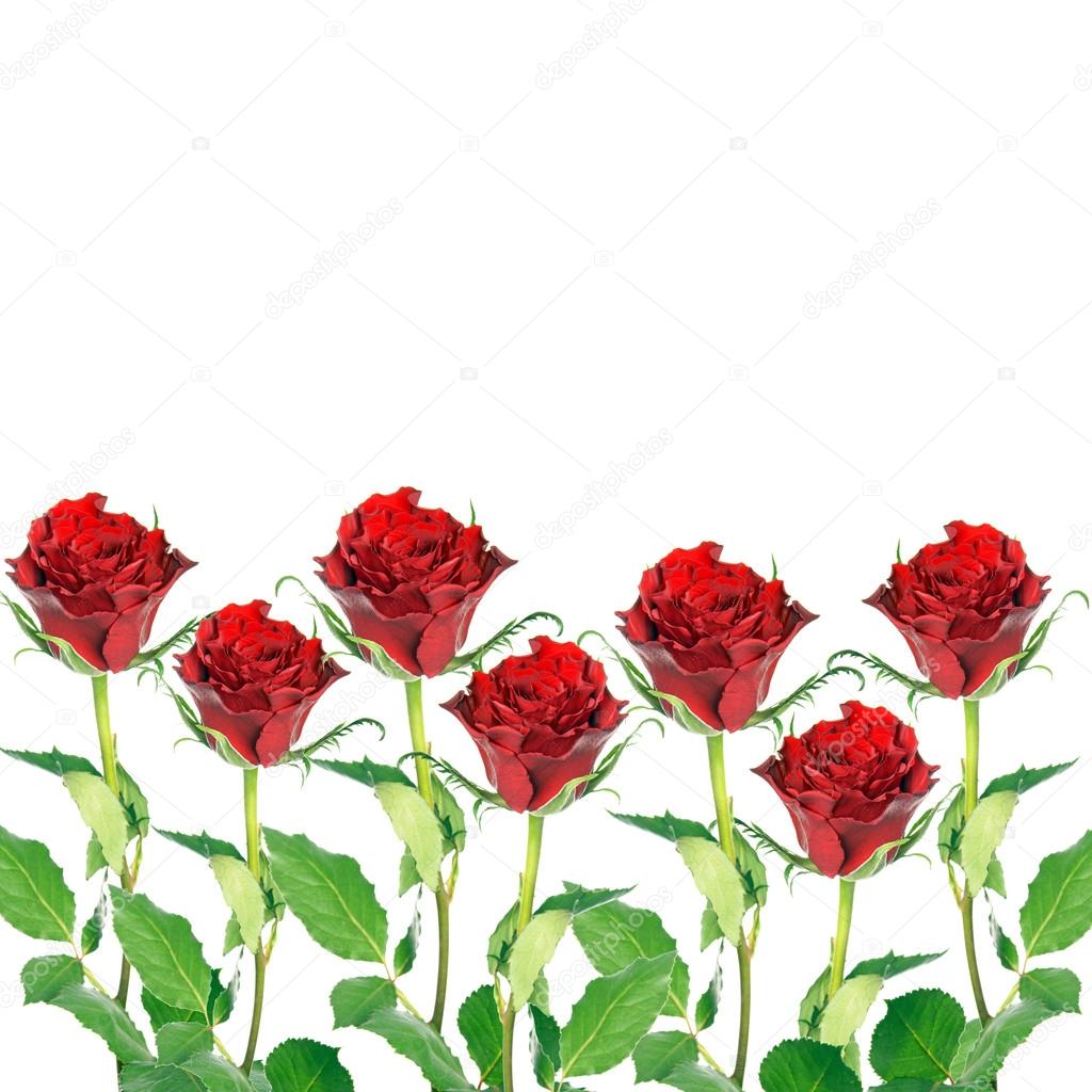 Red roses — Stock Photo © photographyMK #22709247