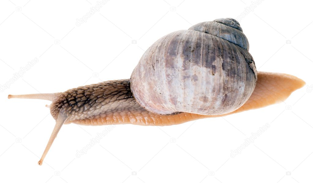 Snail Stock Photo by ©photographyMK 45527601