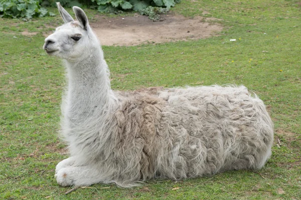 Lama Stock Photos, Royalty Free Lama Images | Depositphotos