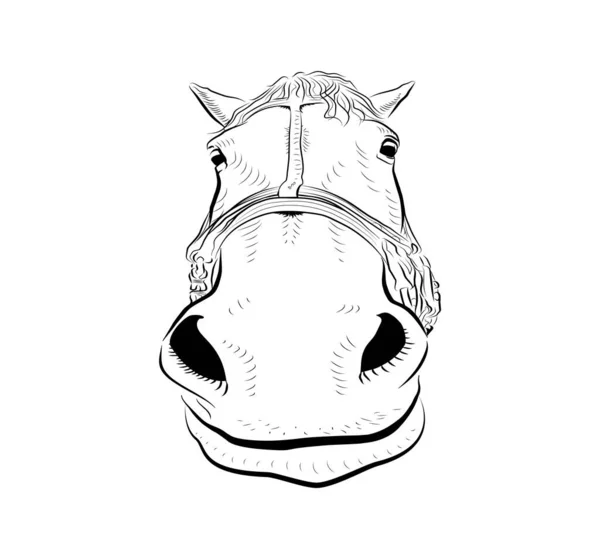 Horse Face Drawing Front