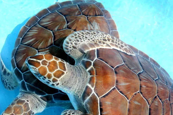 Red eared sea turtle Stock Photos, Royalty Free Red eared sea turtle ...